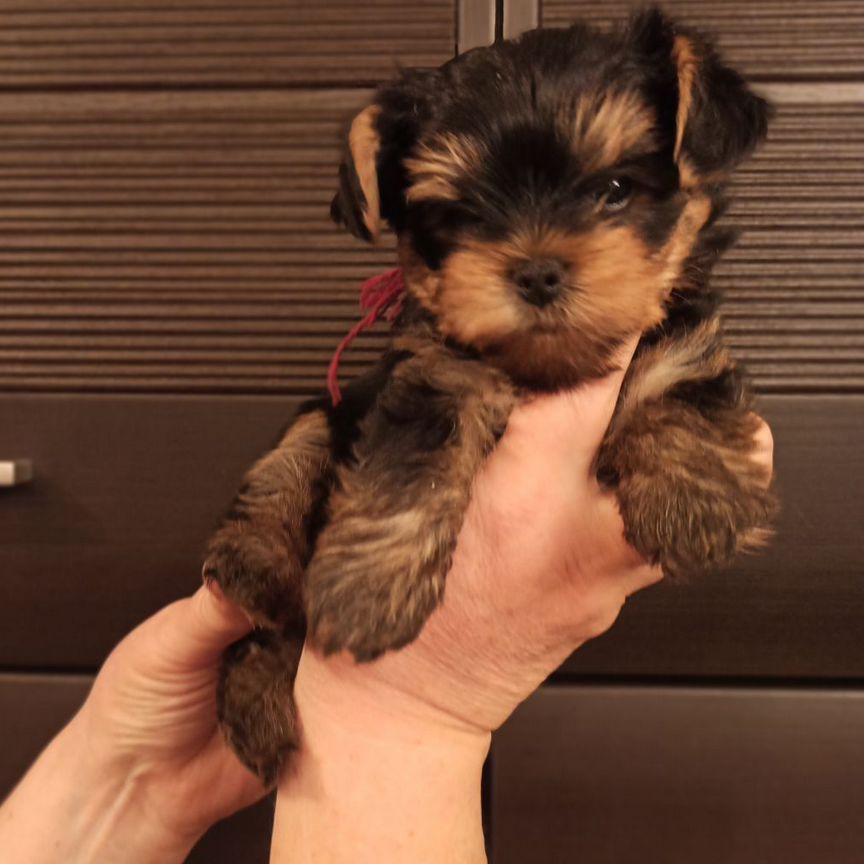 Йоркширский терьер, щенок