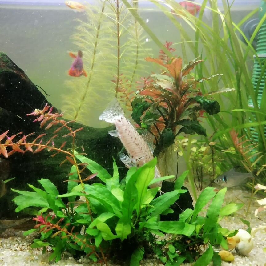 Ампулярия отдам