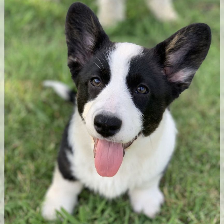 Вельш Корги Кардиган, щенок