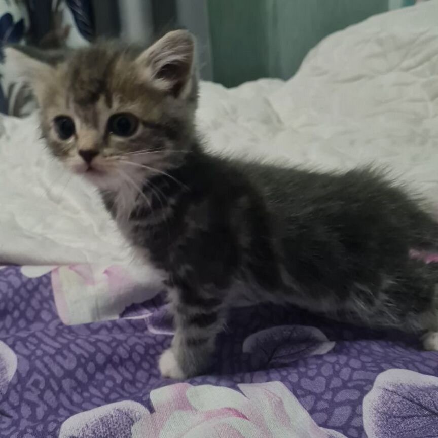 Шотландский прямоухий длинношёрстный котёнок