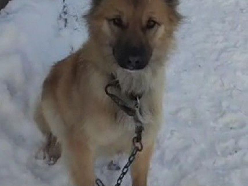 Ищу добрые руки для Линды