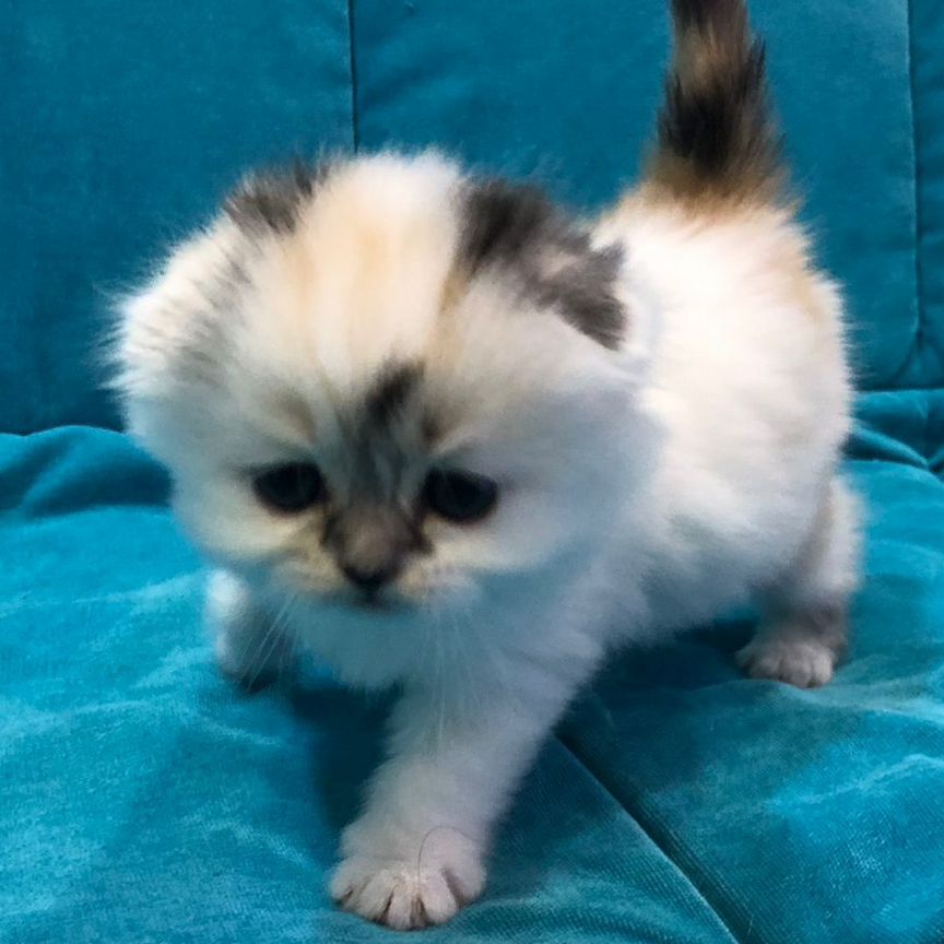 Продам вислоухую трехцветную кошечку с очень краси