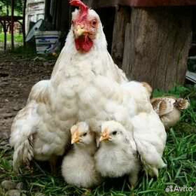 Куры молодки несушки доминант