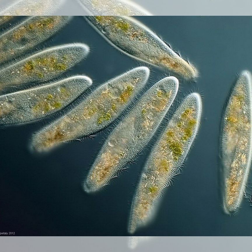 Инфузория туфелька. Корм для малька