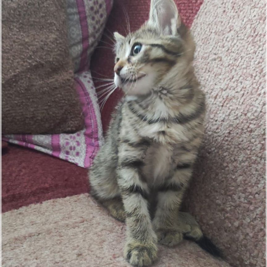 Котёнок в добрые руки