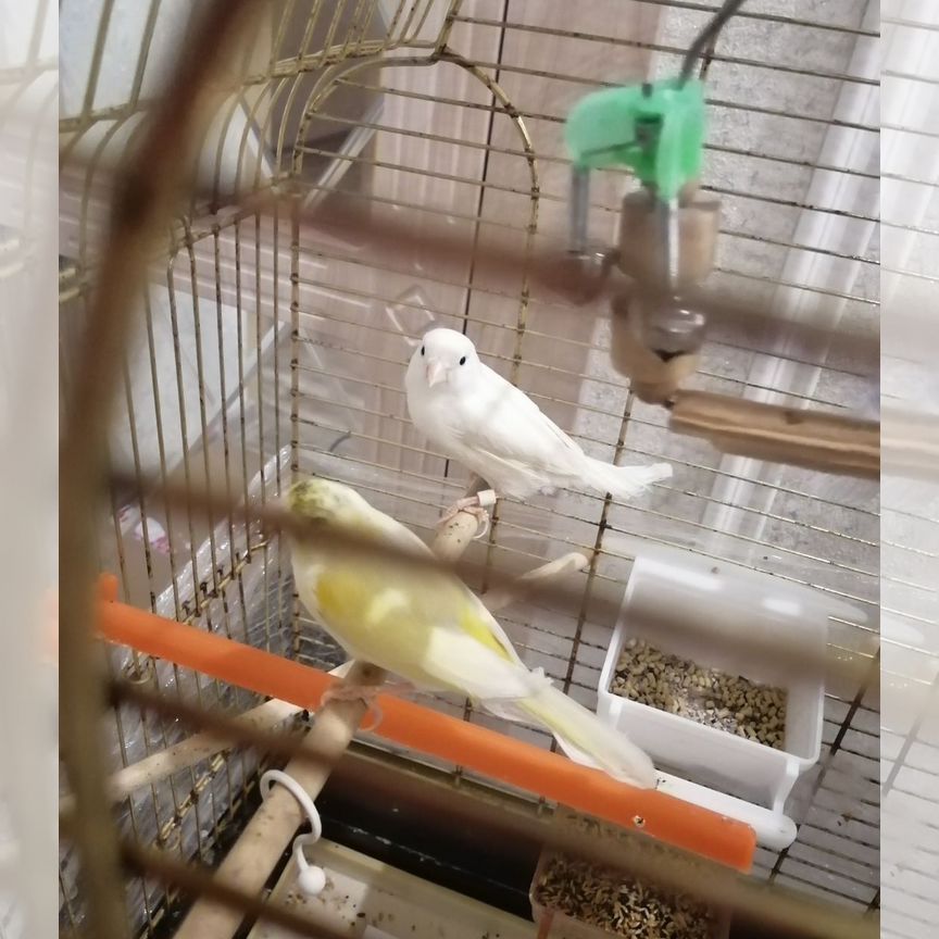 Кенар и канарейка