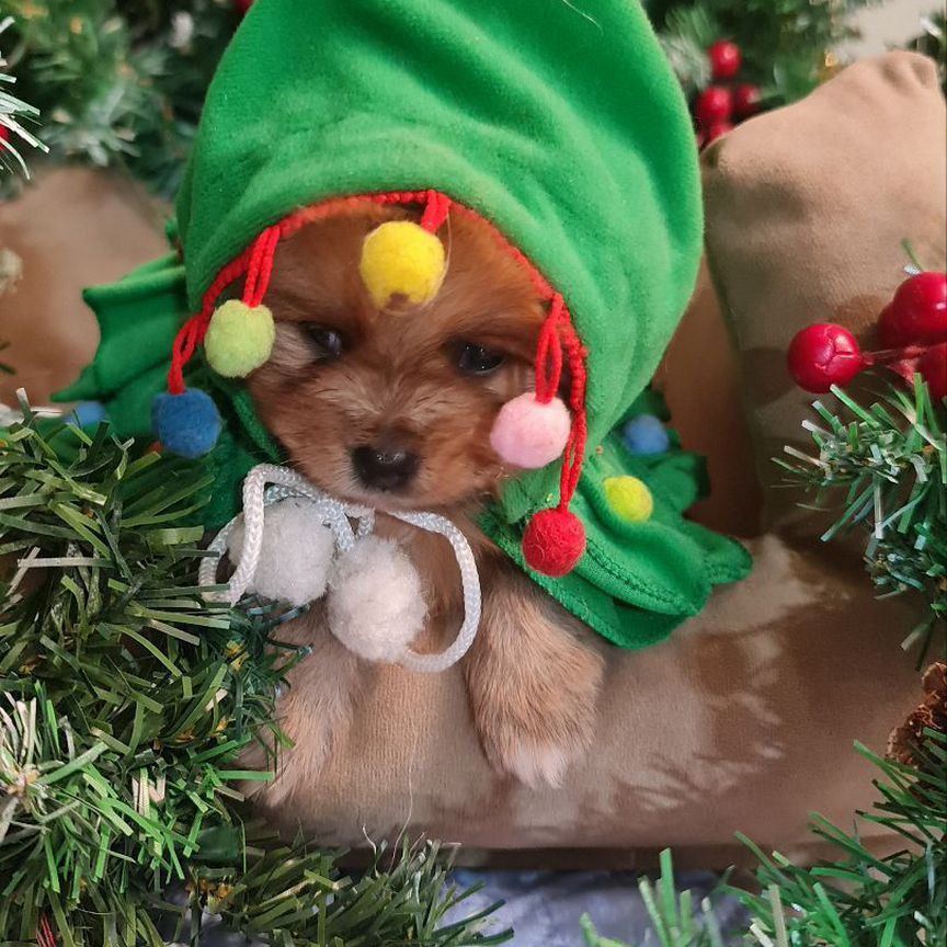 Девочки шпица щенки