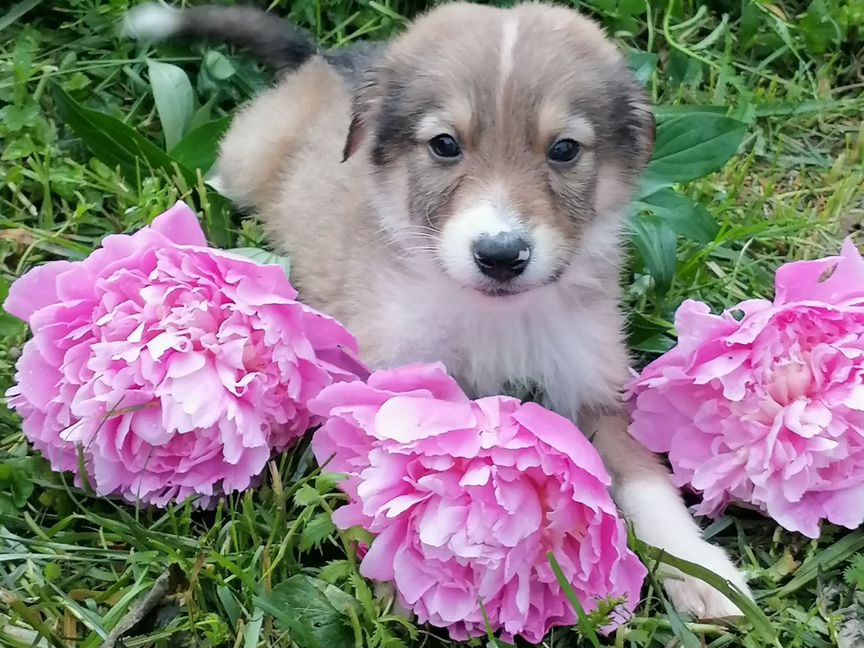 Щенок в добрые руки бесплатно
