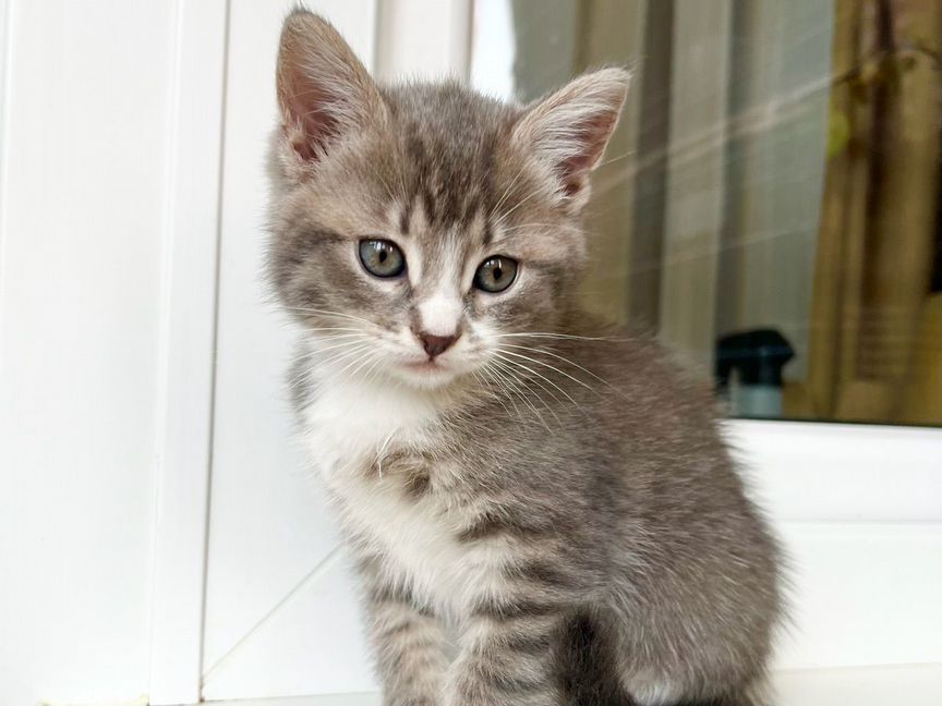 Котенок Кнопа ласковая девочка в дар