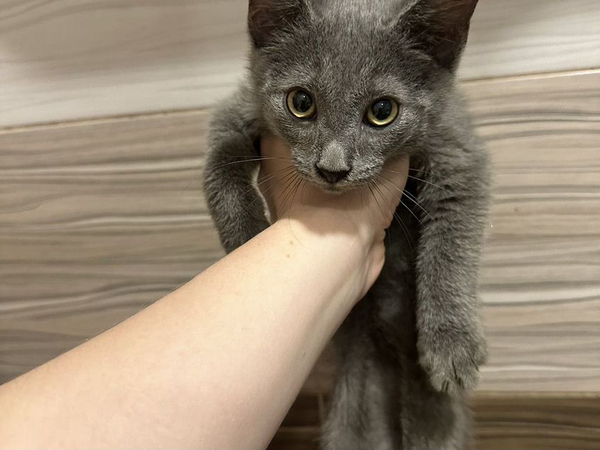 Котята