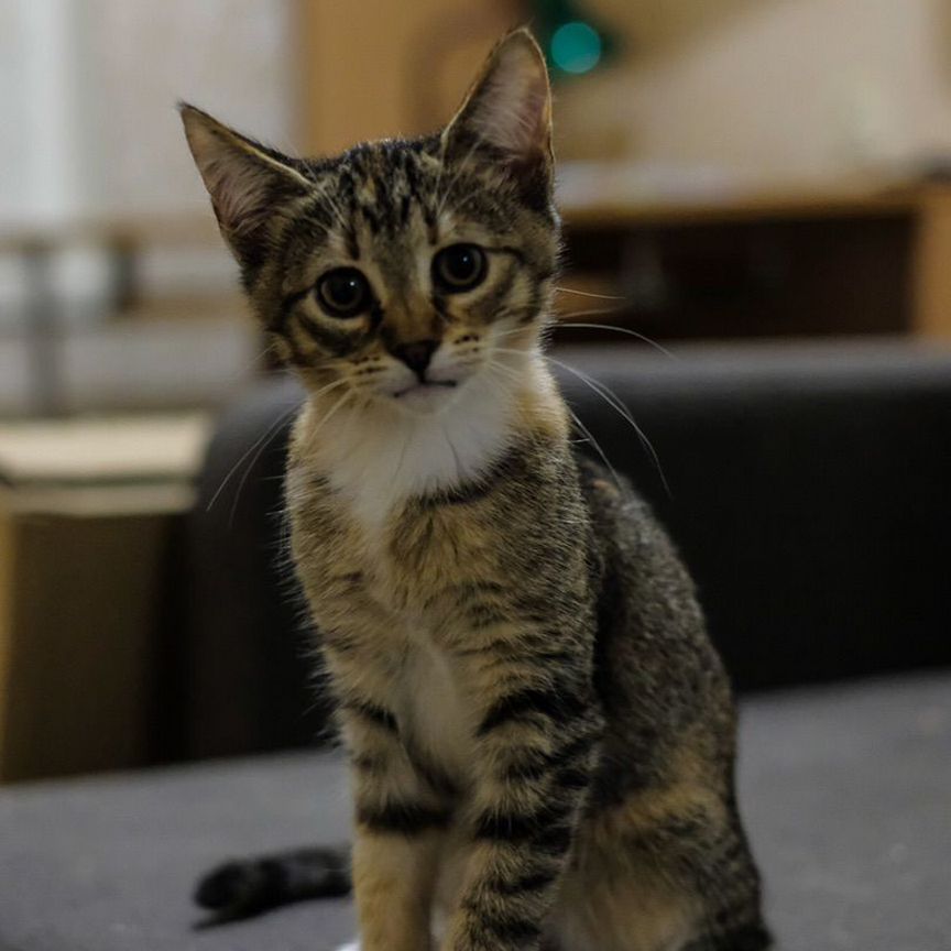 Малышка Лиза ищет дом