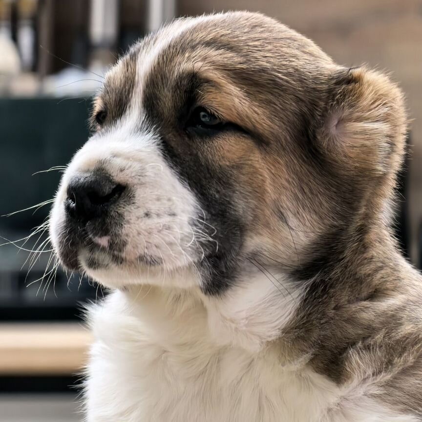 Среднеазиатская овчарка, щенок