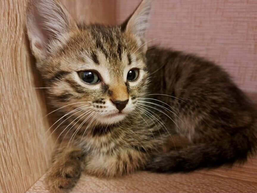 Котёнок