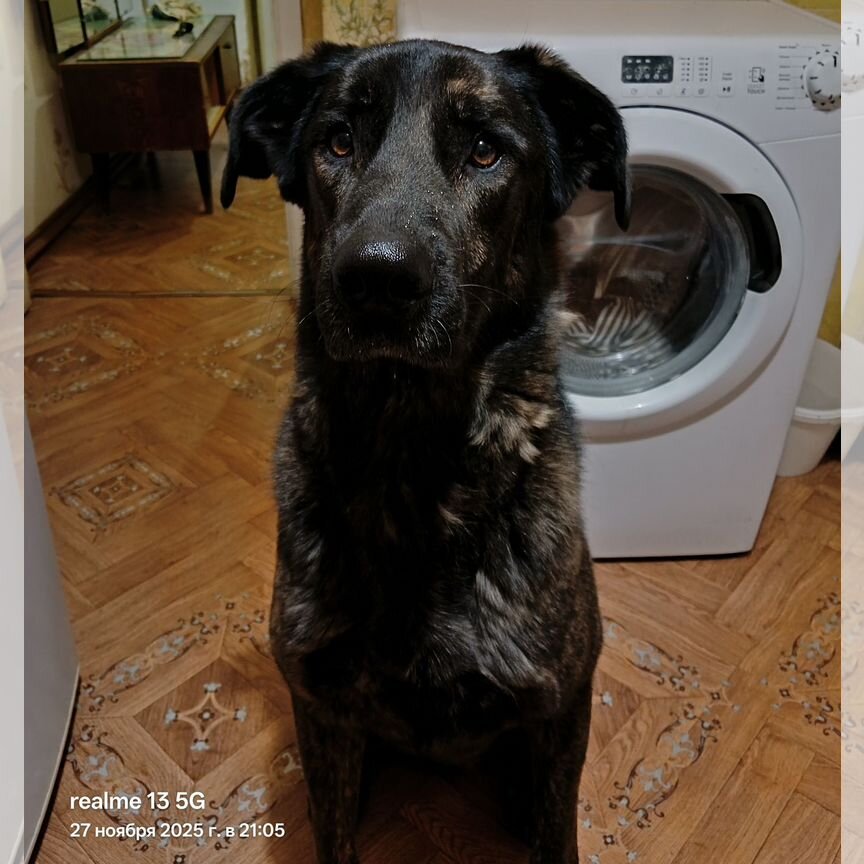 Взрослая собака в добрые руки