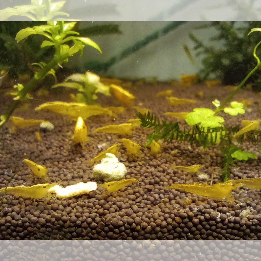 Аквариумные креветки желтые
