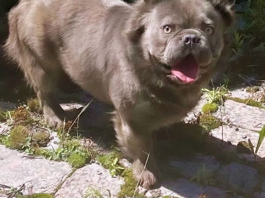 Француз флаффи с изабелла