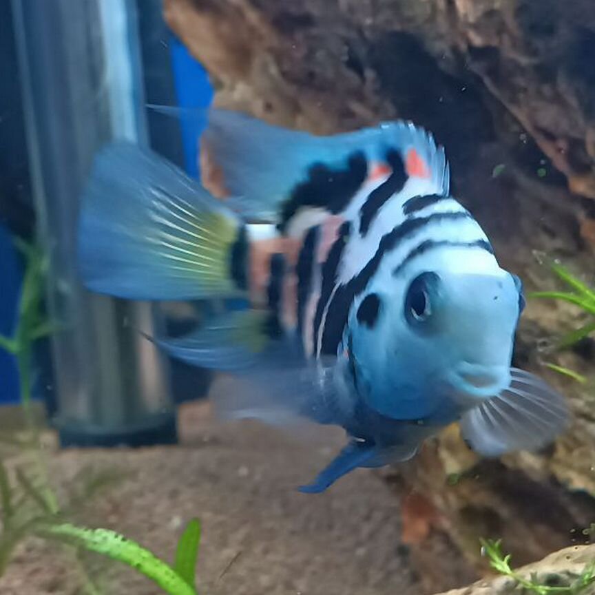 Рыба сапфировый Попугай