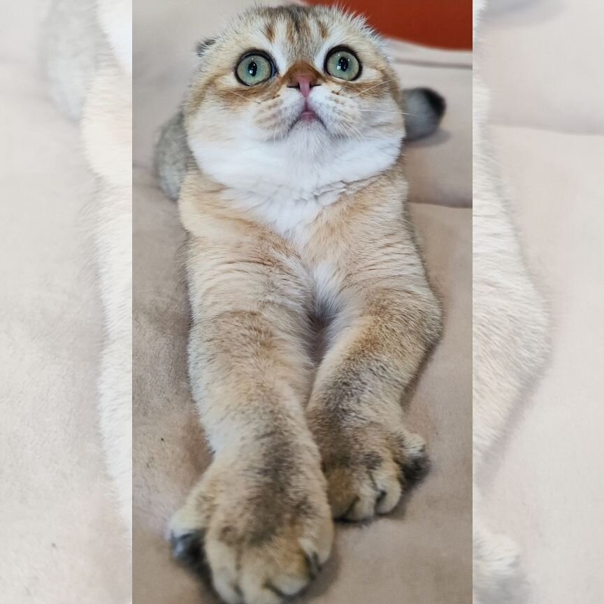 Шотландский вислоухий короткошёрстный котёнок