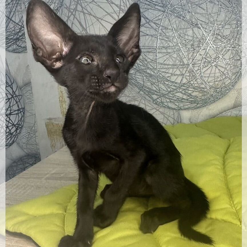 Ориентальный котёнок