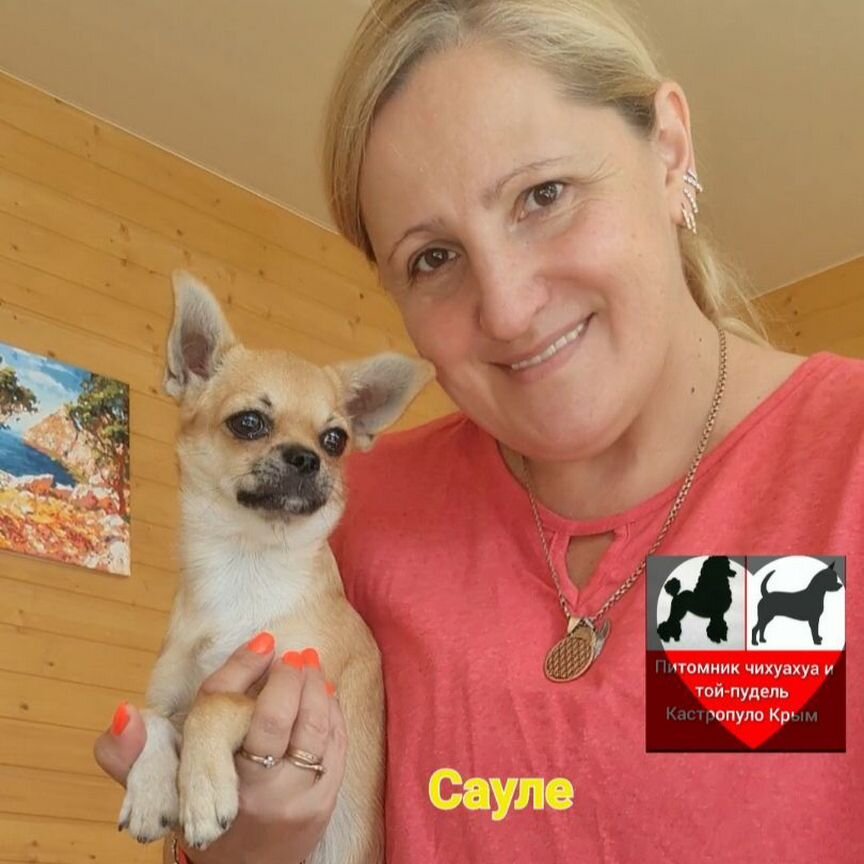 Сауле рыжая девочка чихуахуа 7 месяцев