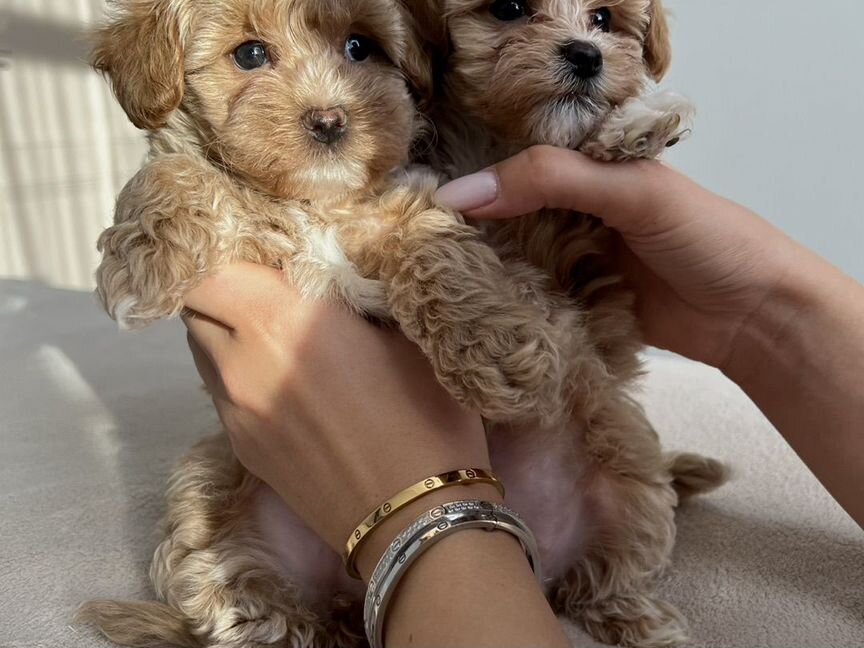 Щенки мальтипу f1 мини