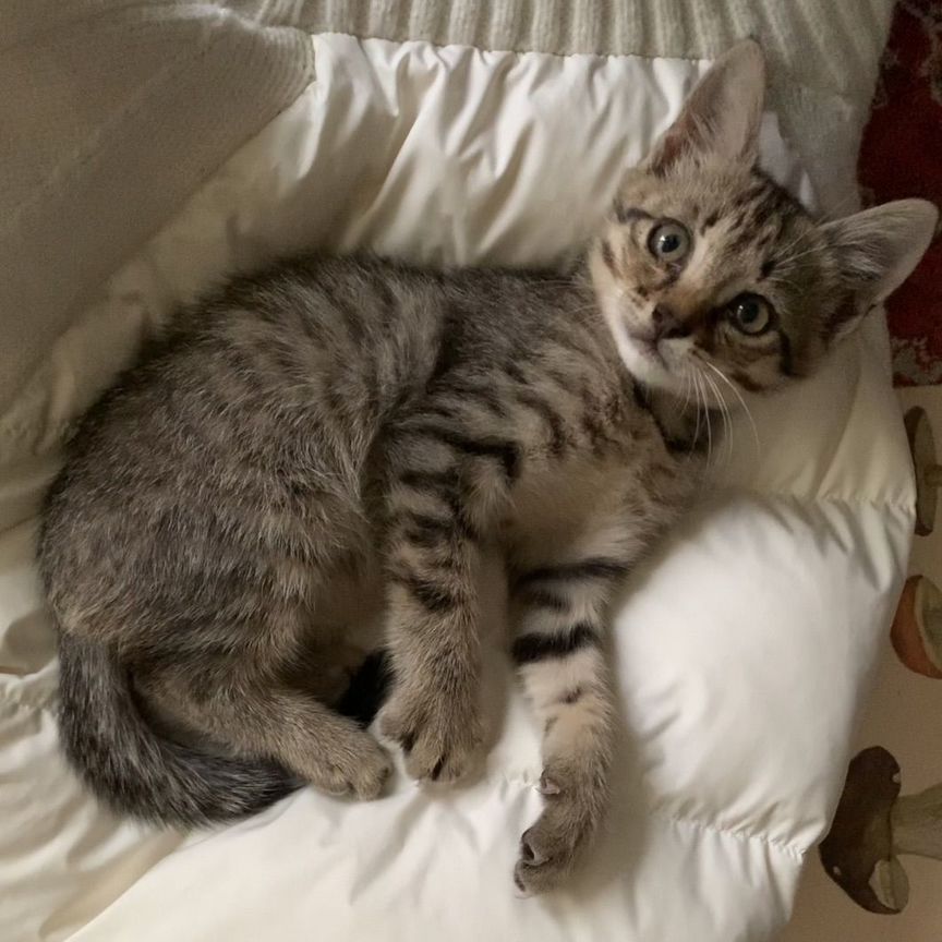 Котенок (девочка )