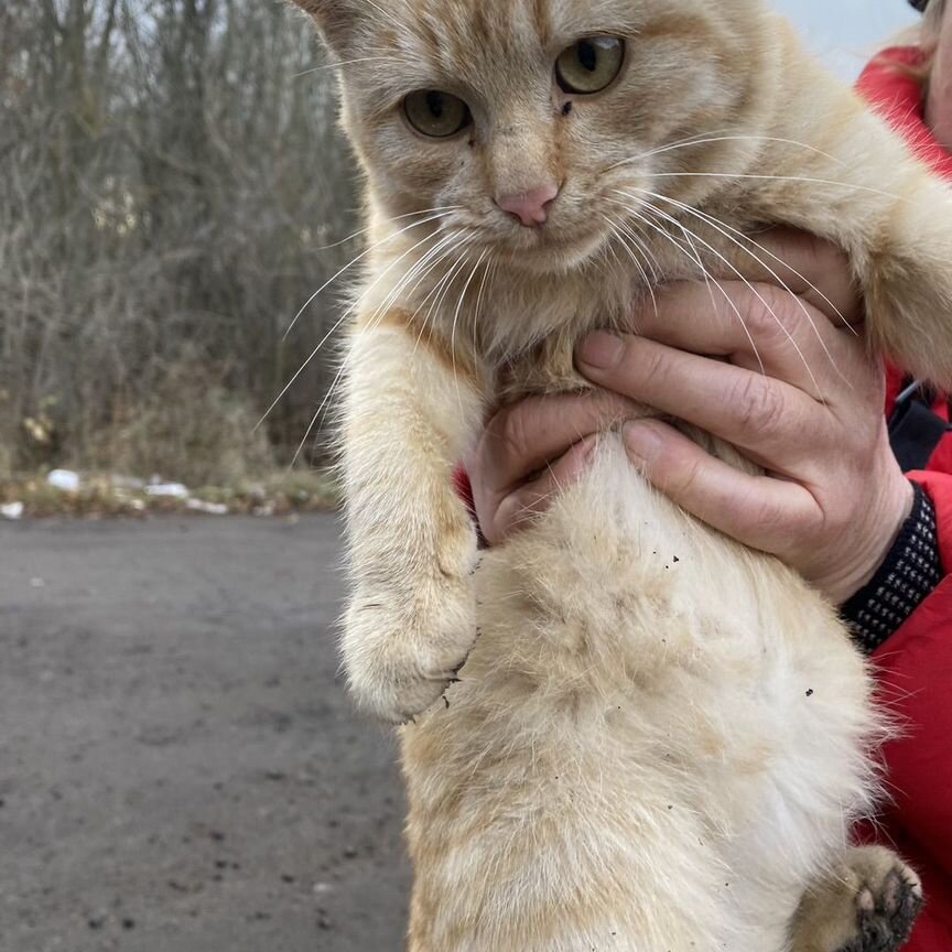 Рыженький котёнок