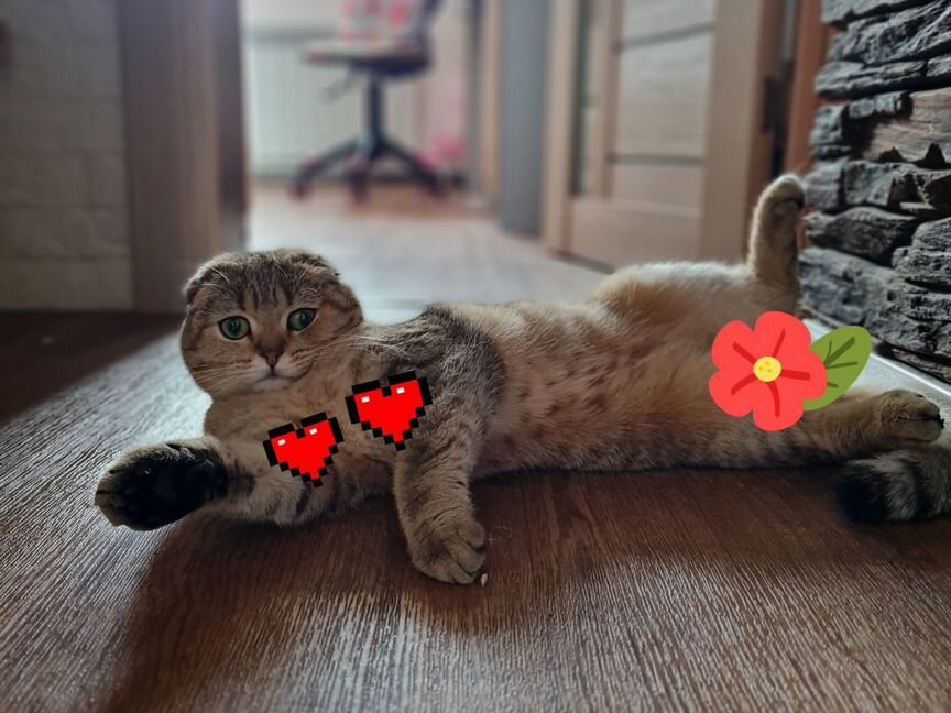 Кошка на вязку