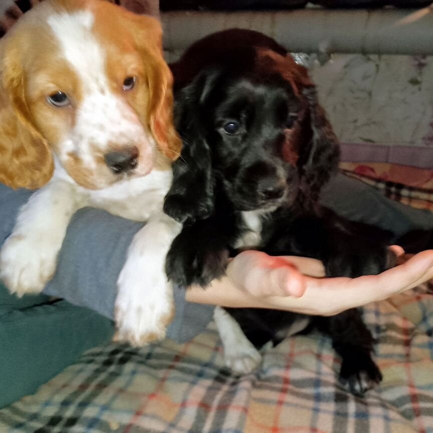 Русский спаниель щеночки