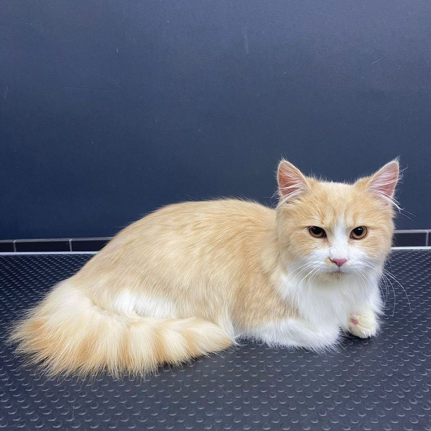 Ищет дом чудесный котенок Шелтик