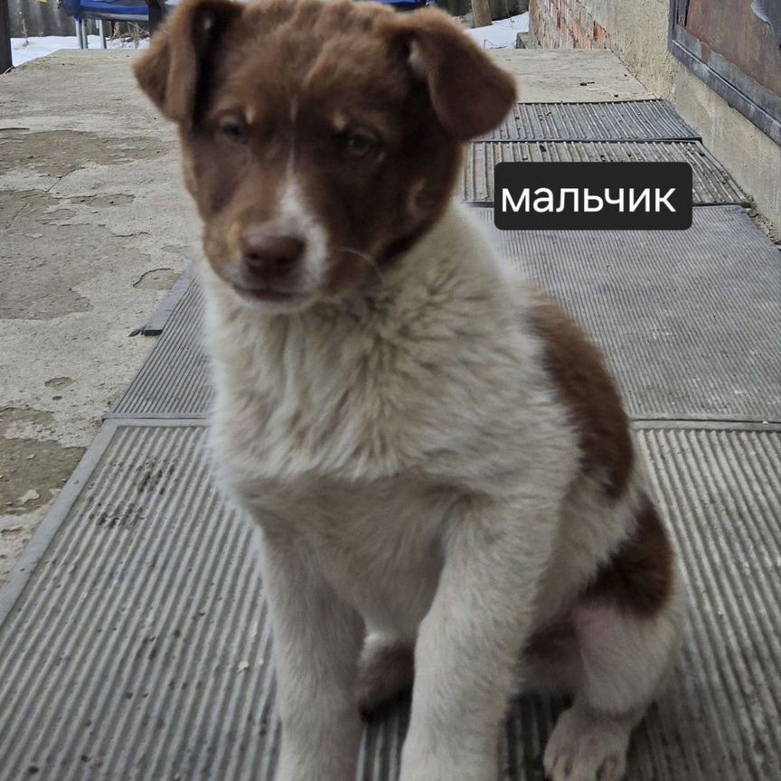 Щенки