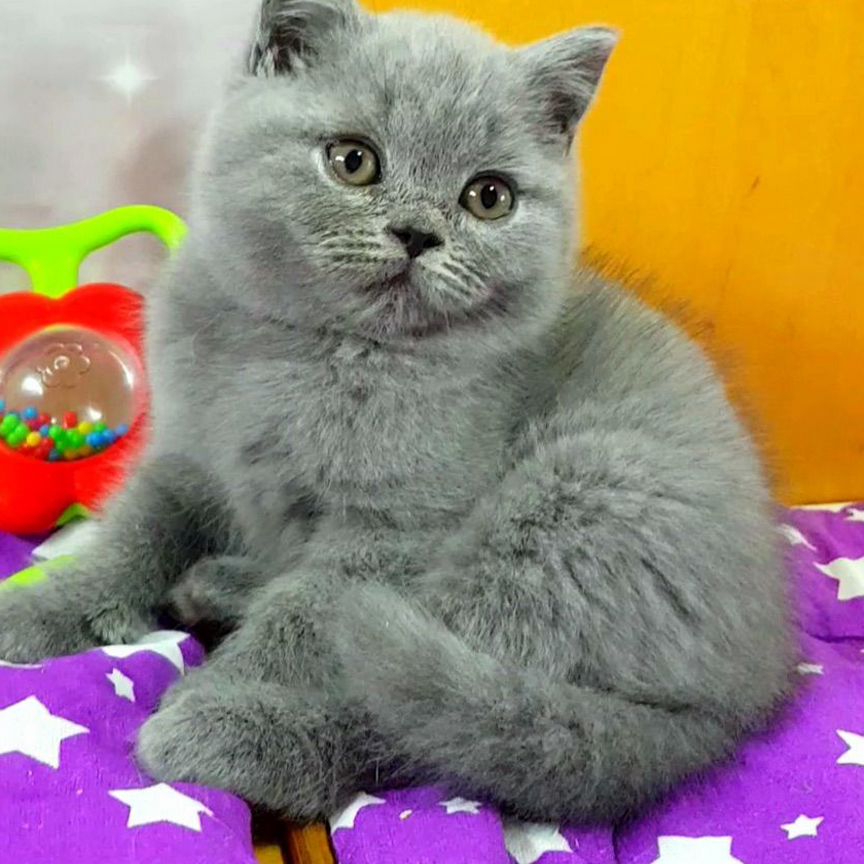 Британская короткошерстная