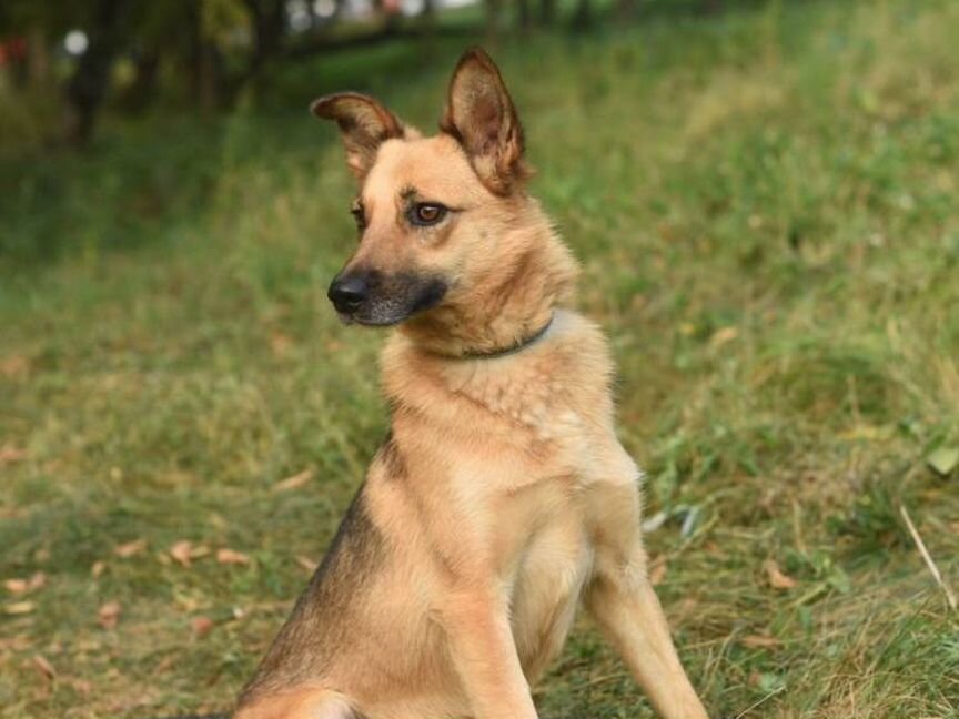 Собака в добрые руки