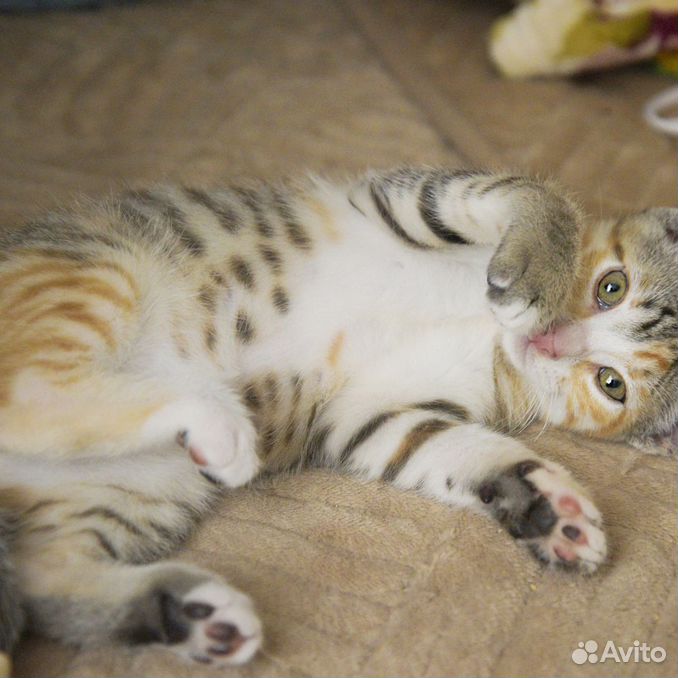 Малышка котодевочка Кнопа ищет семью