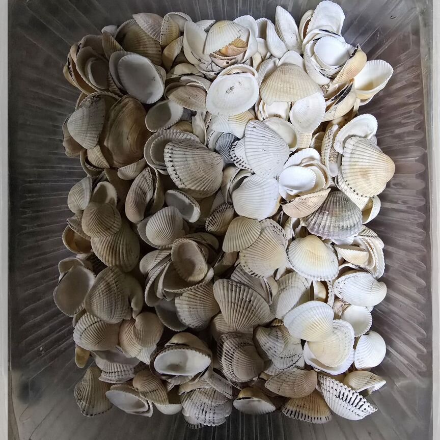 Морские ракушки