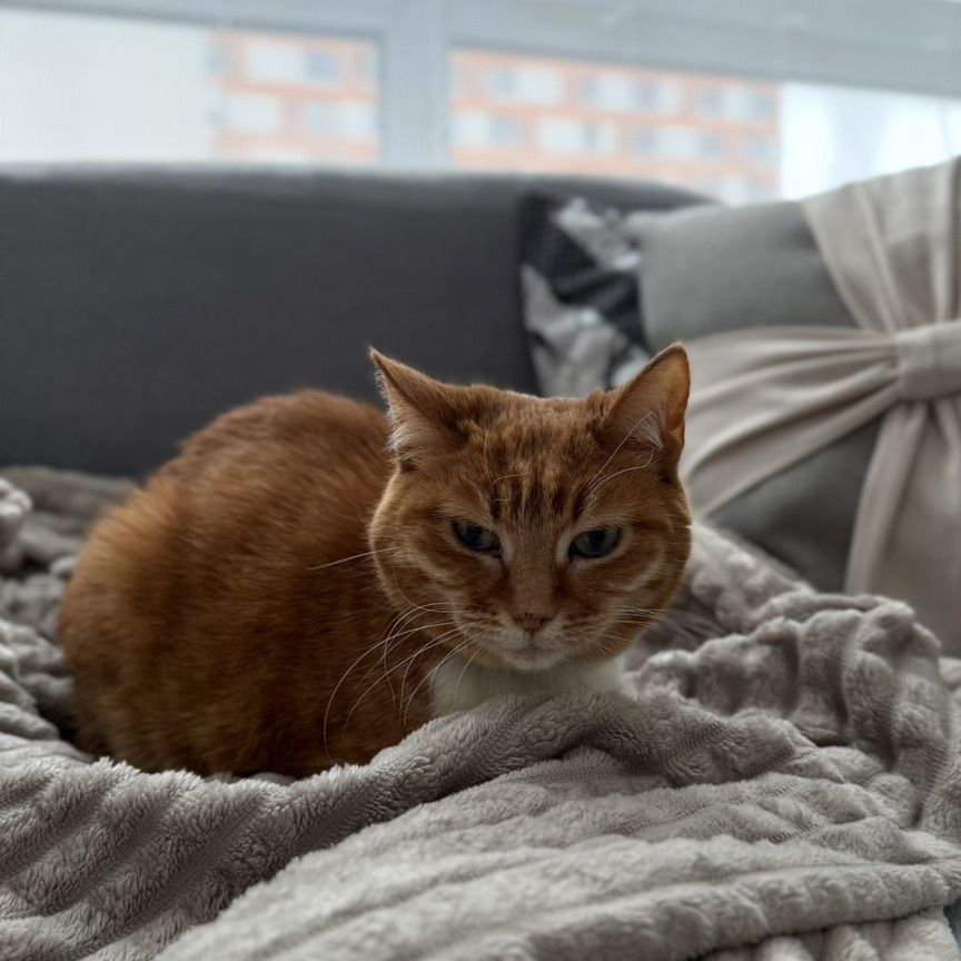 Взрослая, Девочка кошка в добрые руки