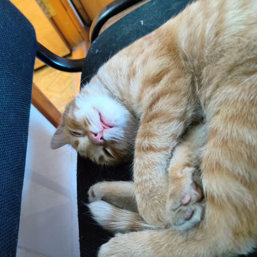 Кот, 3 месяца