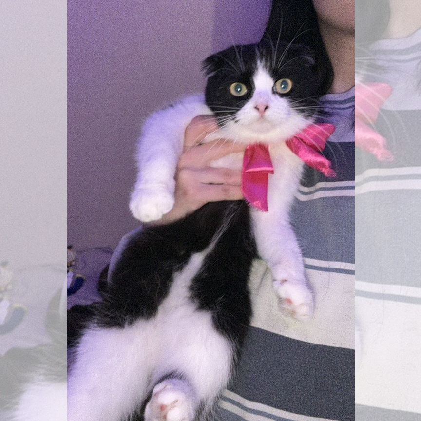 Кошка ищет котика для вязки