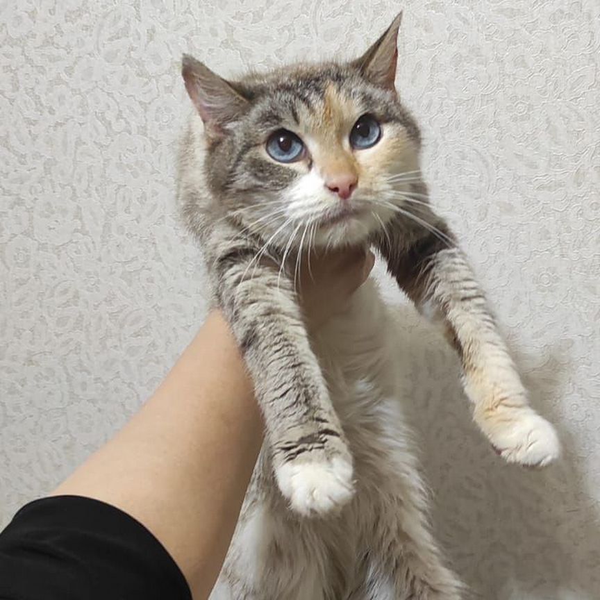 Кошечка-красавица (2 года) в поисках дома