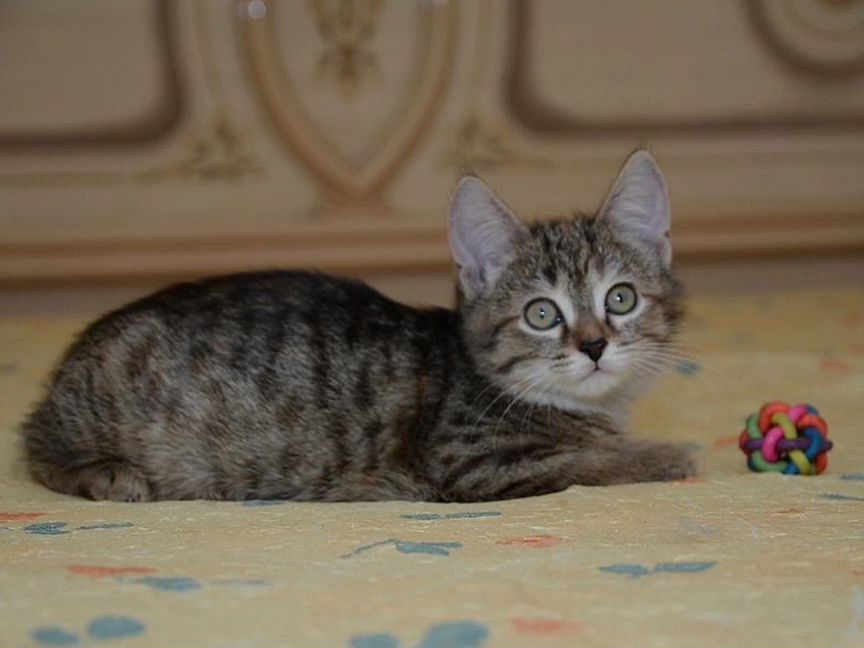 Ищем родителей для девчушки Шкоды