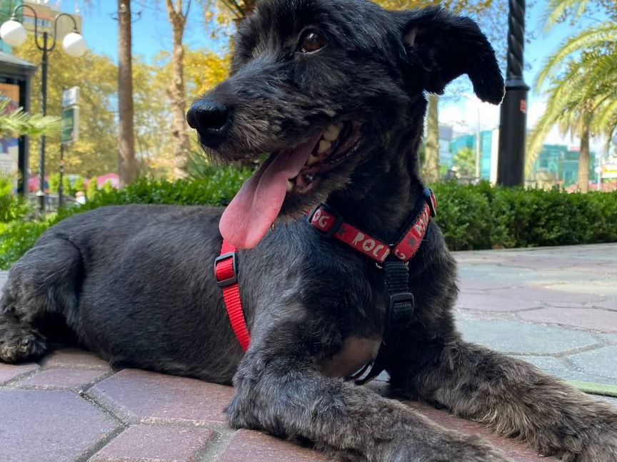 Маленькая квартирная собачка в добрые руки