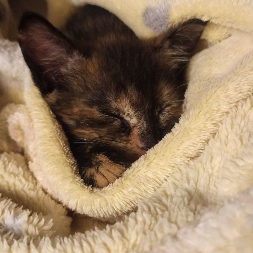 Котята в добрые руки бесплатно