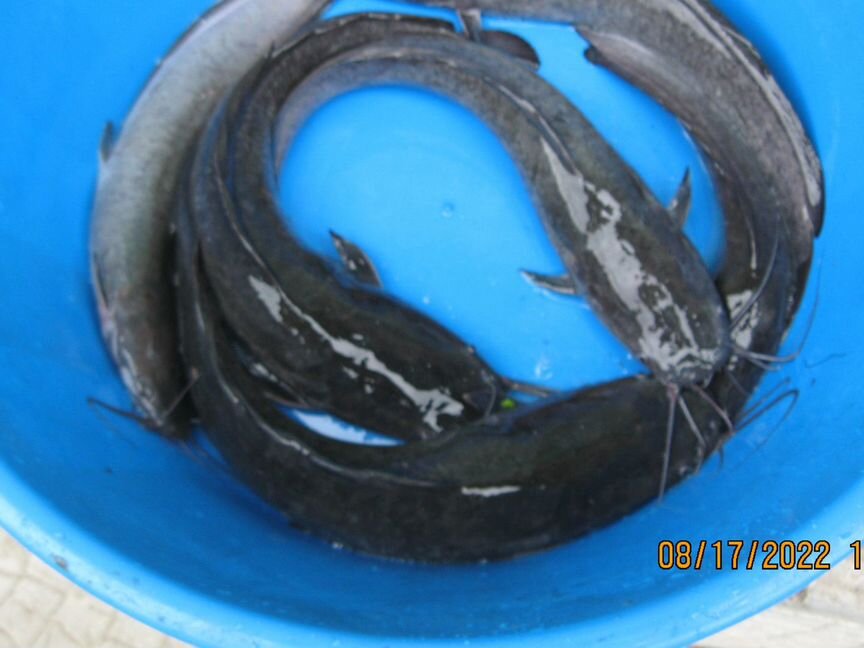 Африканский клариевый сом