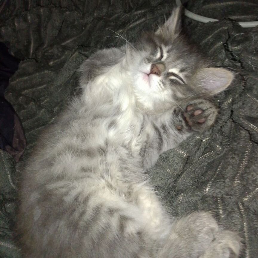 Сибирский котёнок