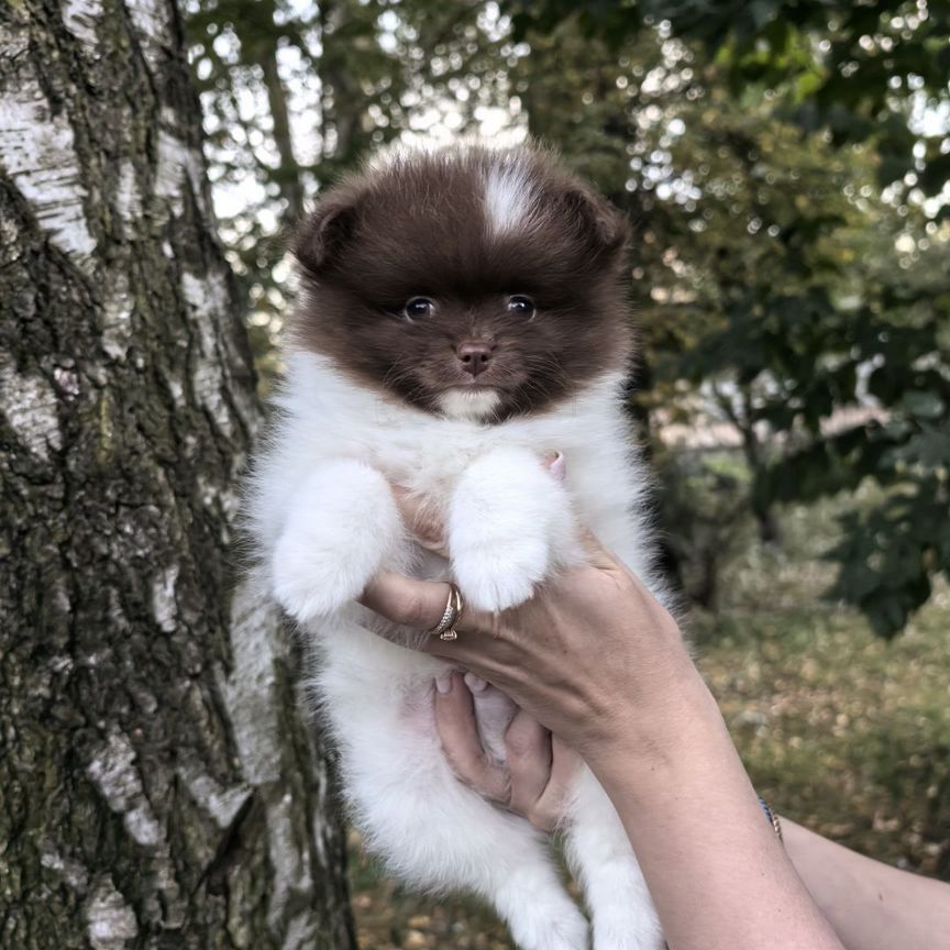 Щенки шпица коричневые и патиколор