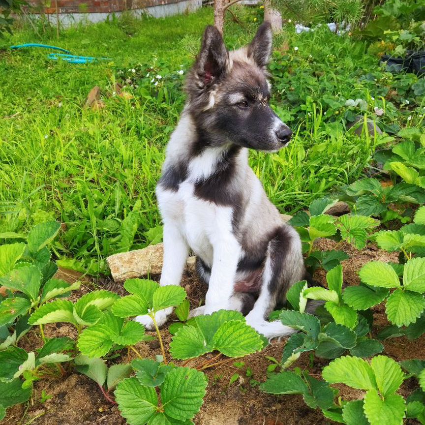 Щенок в добрые руки бесплатно