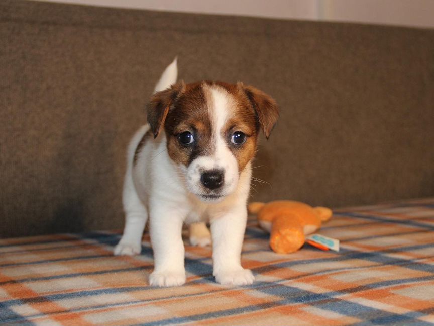 Джек Рассел терьер щенок девочка