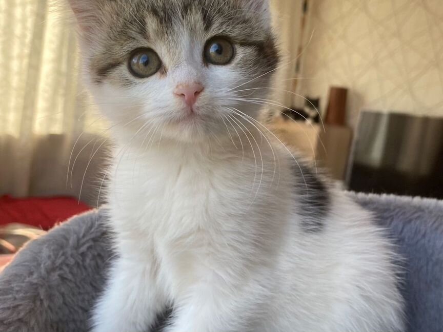 Котенок 2 месяца