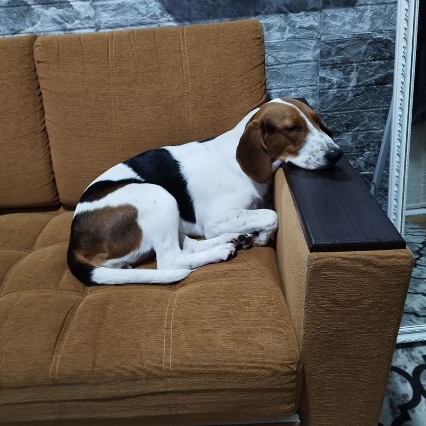 Эстонская гончая