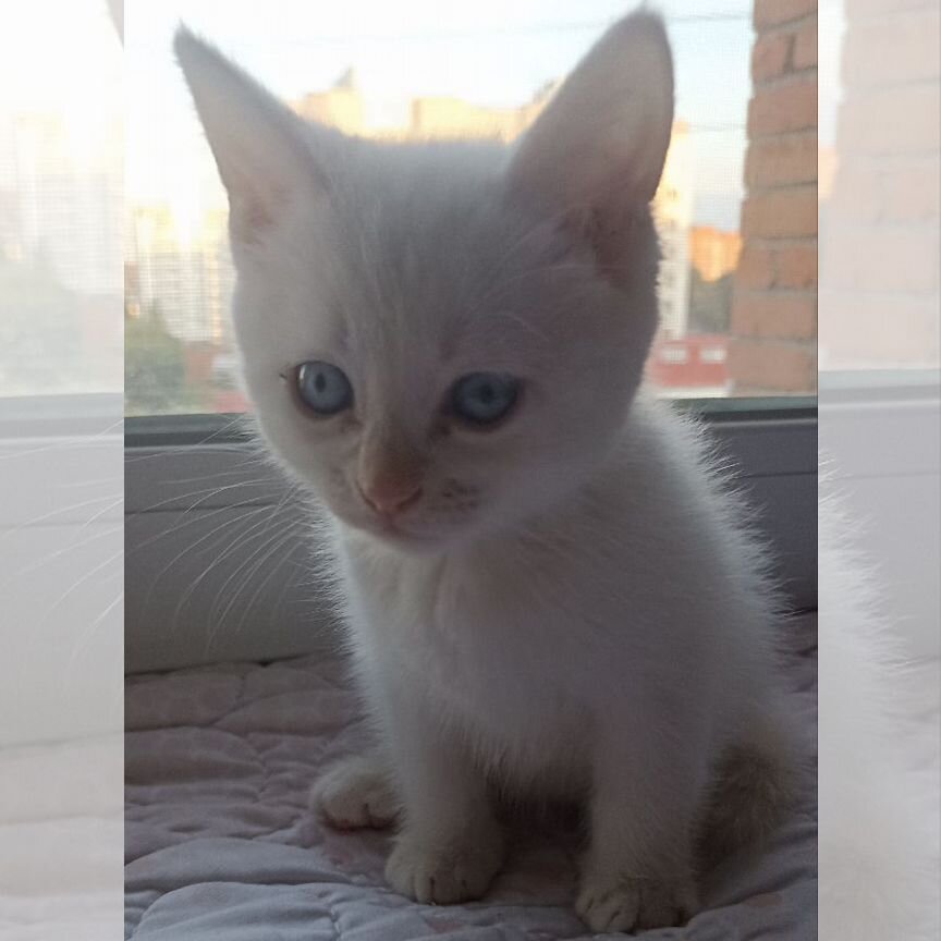 Котëнок в добрые руки бесплатно девочка